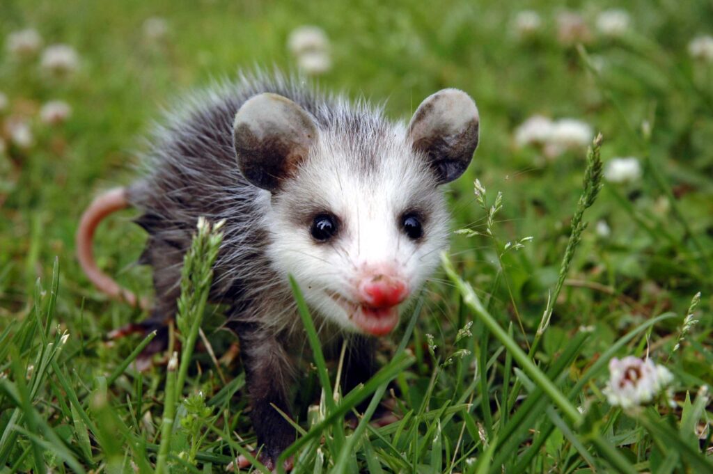 What’s the Difference Between a Possum and an Opossum? Podsum? – Cool ...